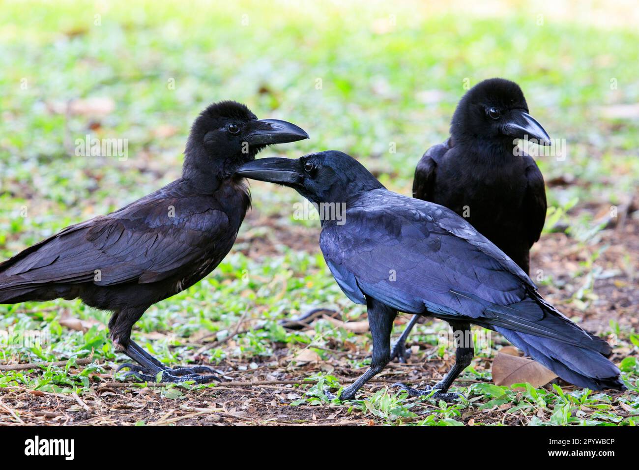 Raven feeding on ground hi-res stock photography and images - Alamy