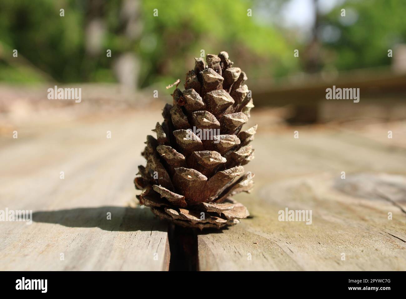 Pinecone texture hi-res stock photography and images - Alamy