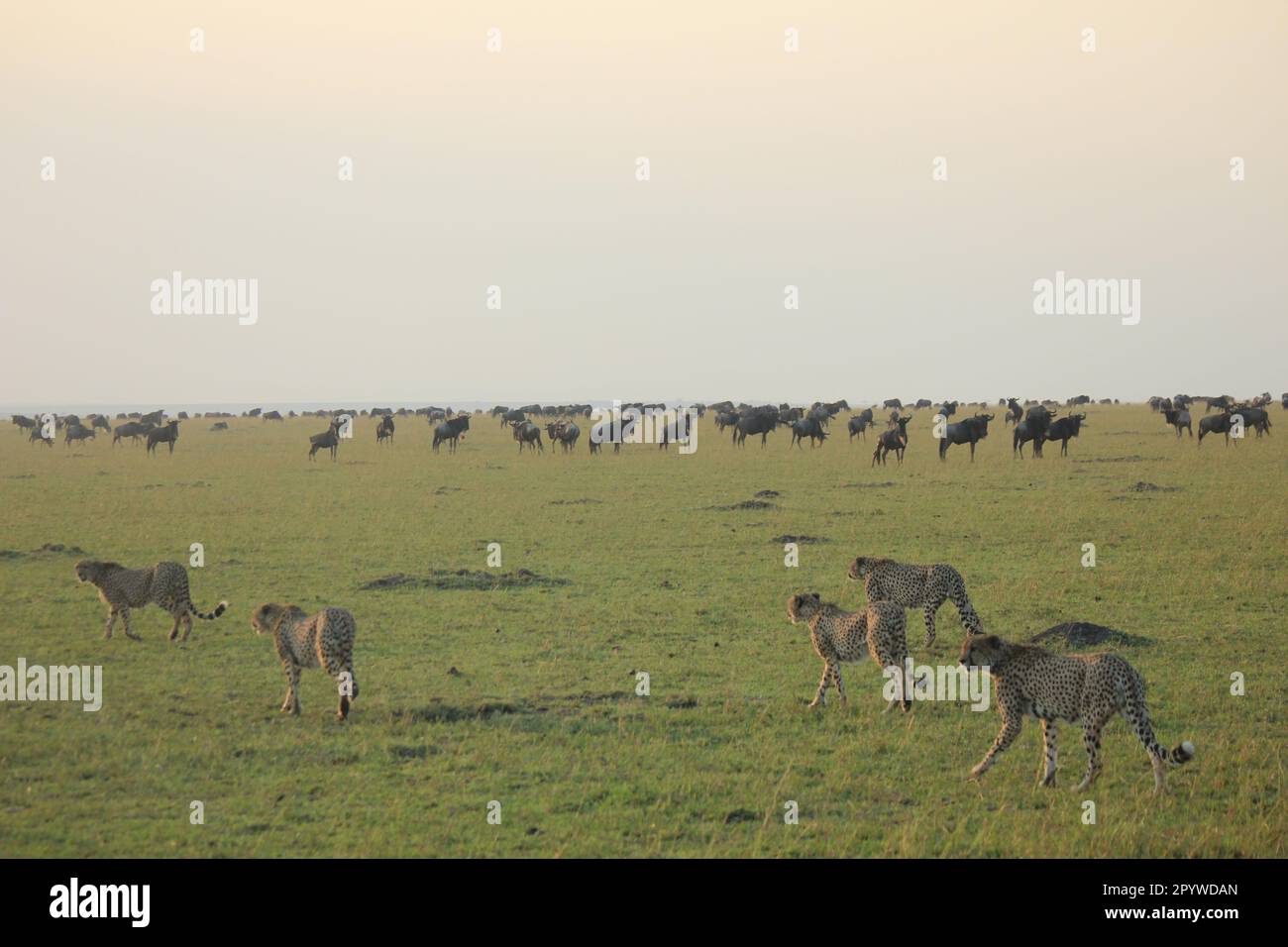 A group of wild animals on a wide open grassy plain, exploring the ...