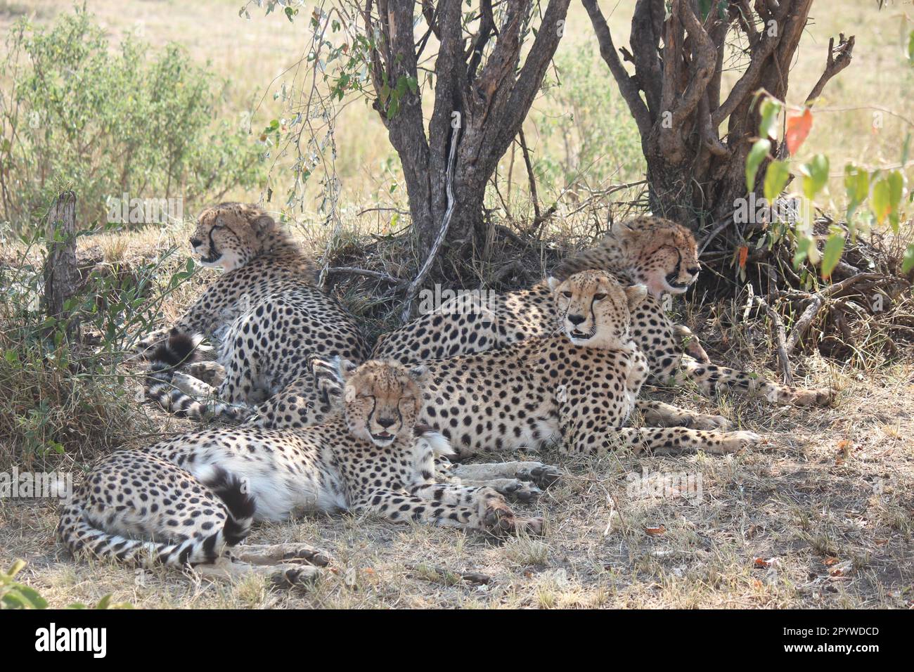 A group of cheetahs sitting in a grassy area near a tree in the open ...