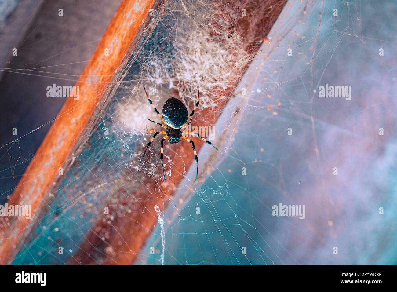 spider hanging from its web Stock Photo - Alamy