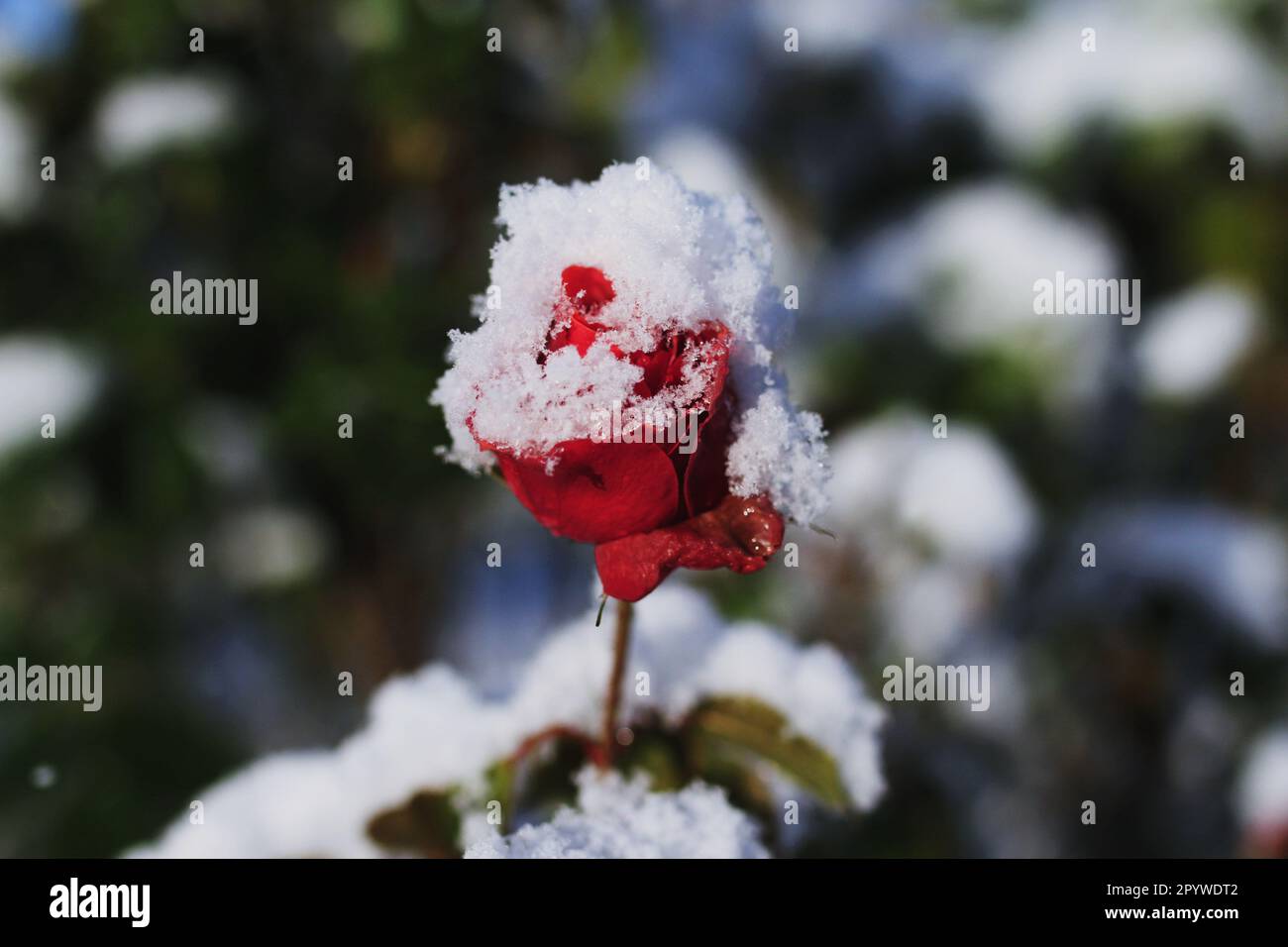 A vibrant red rose stands proud in the snow in a wintery landscape ...