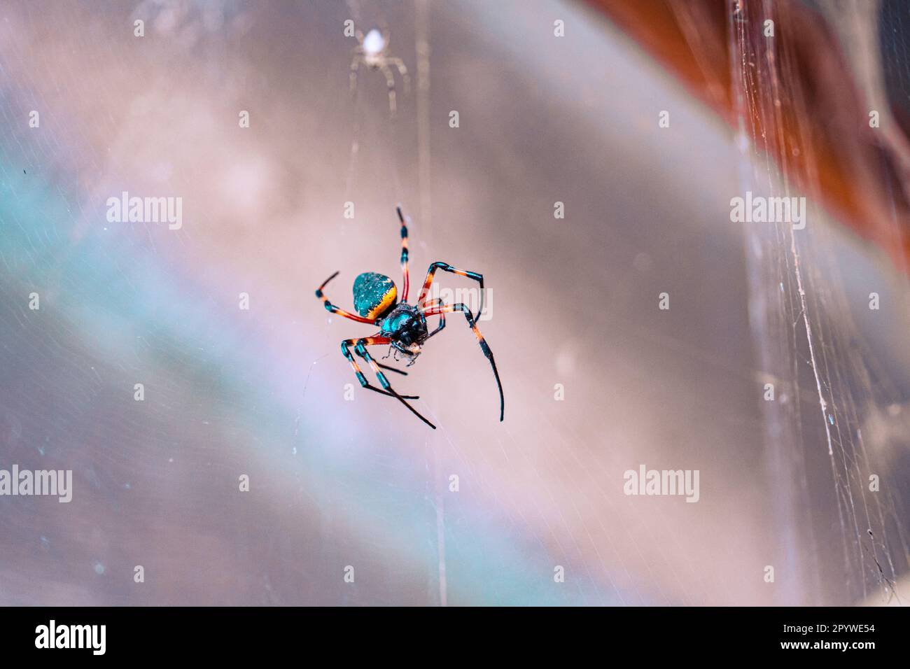 spider hanging from its web Stock Photo - Alamy