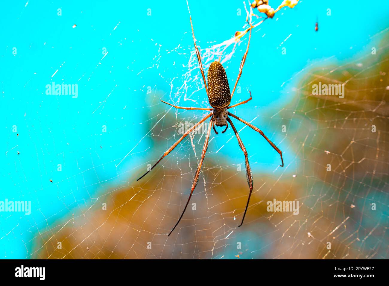 spider hanging from its web Stock Photo - Alamy