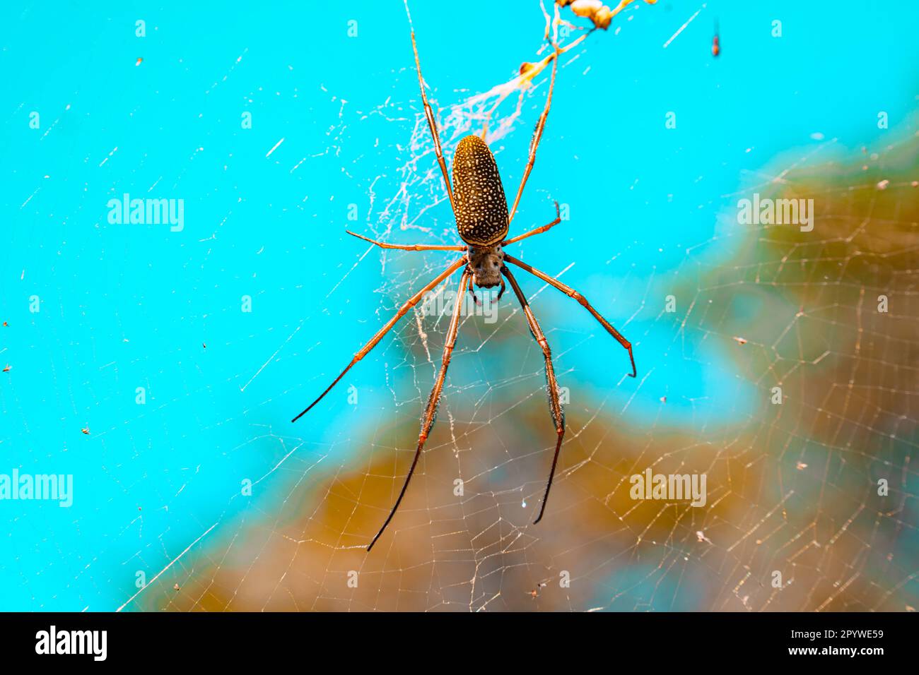 spider hanging from its web Stock Photo - Alamy