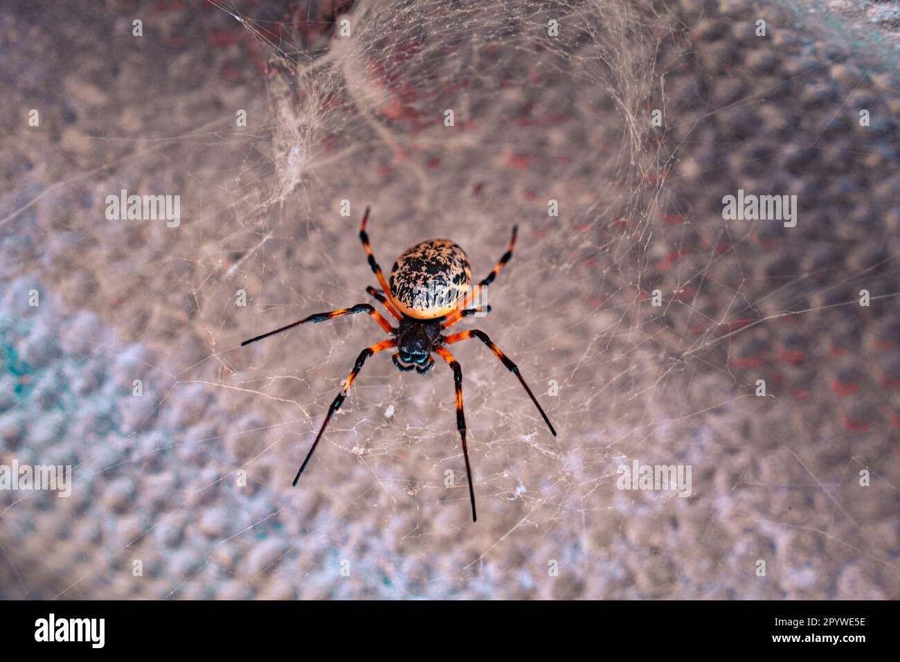 spider hanging from its web Stock Photo - Alamy