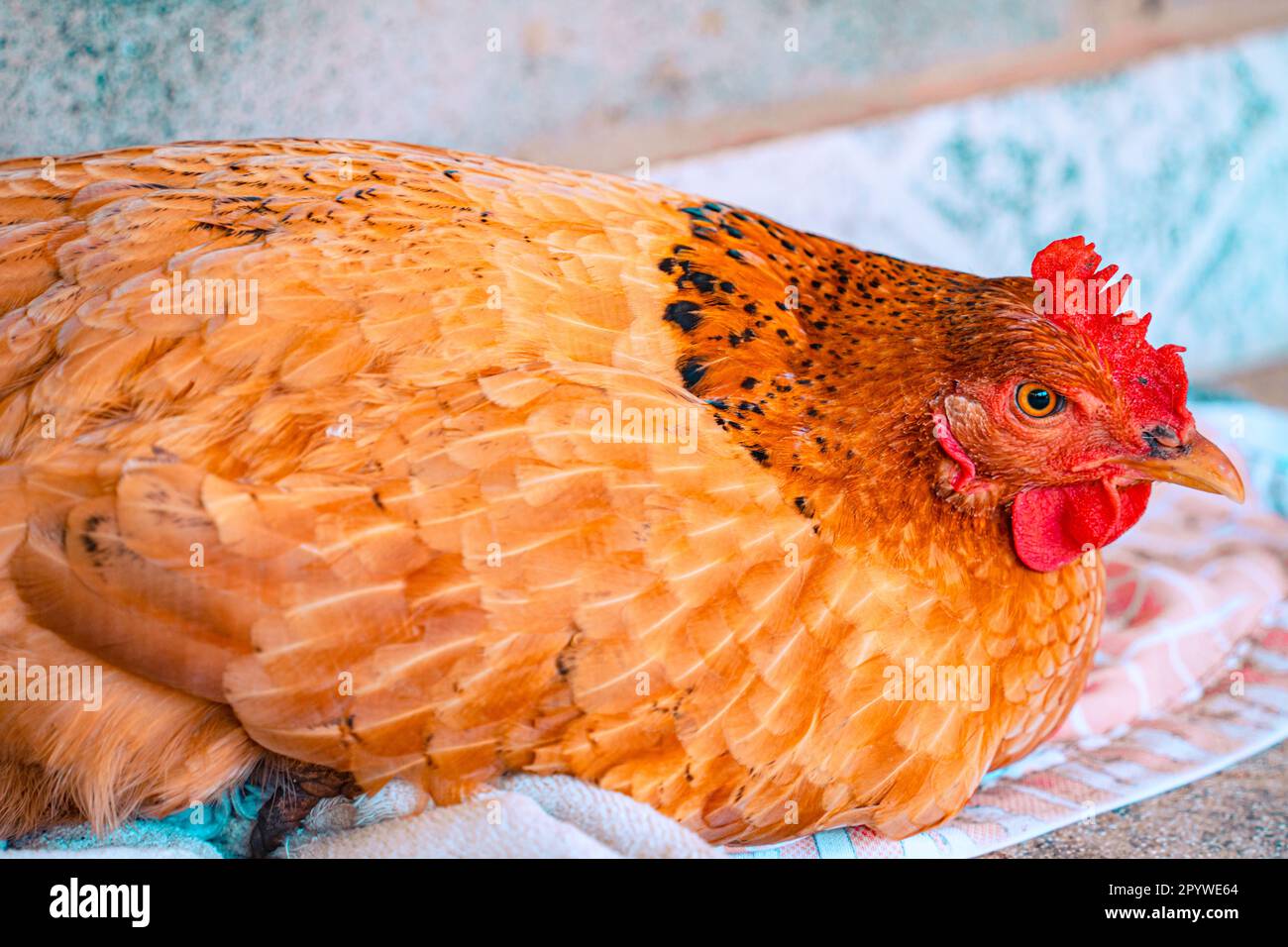 hen brooding with angry face in the nest Stock Photo - Alamy