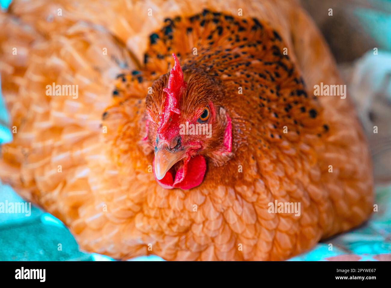 hen brooding with angry face in the nest Stock Photo - Alamy
