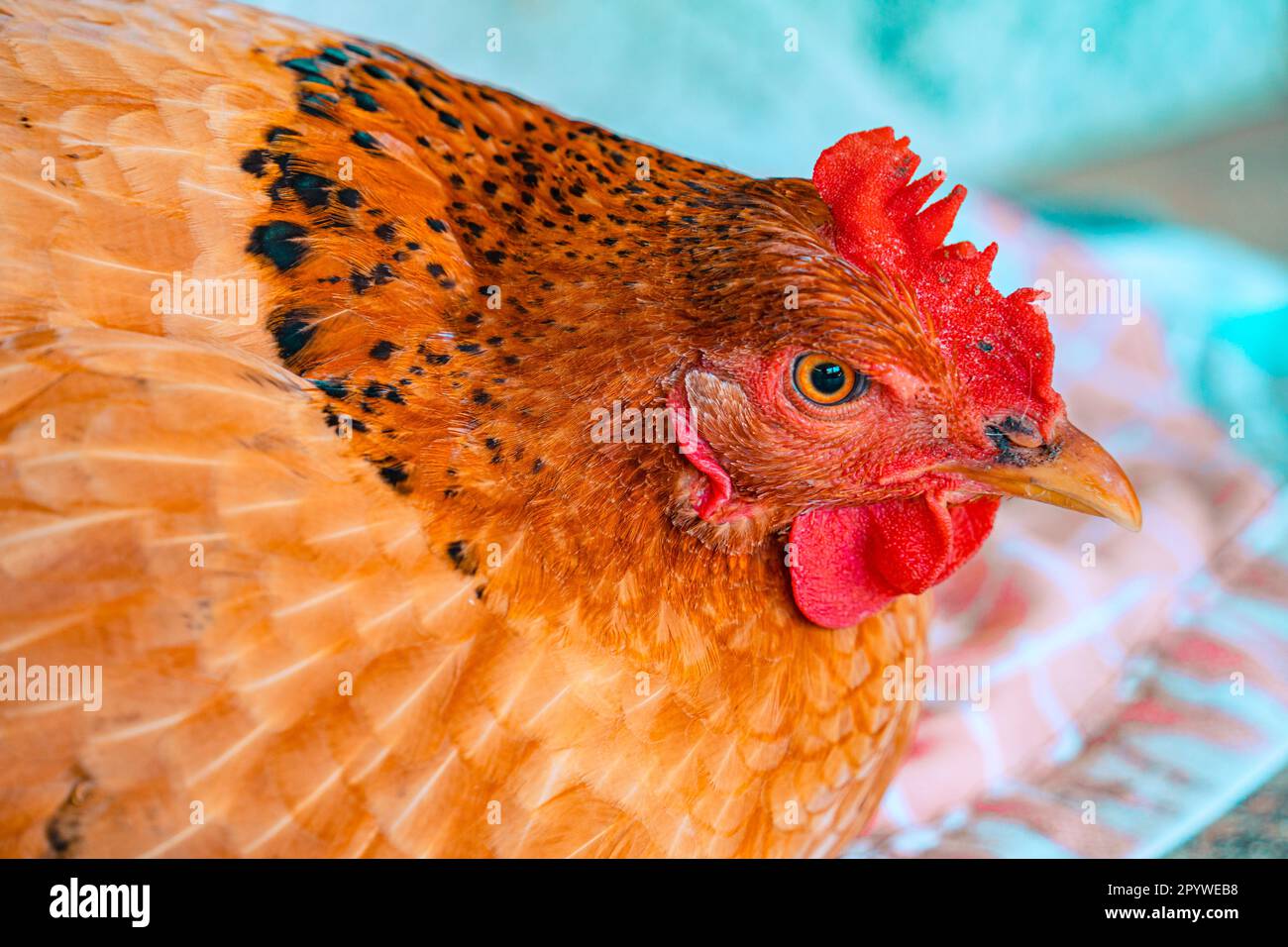 hen brooding with angry face in the nest Stock Photo - Alamy
