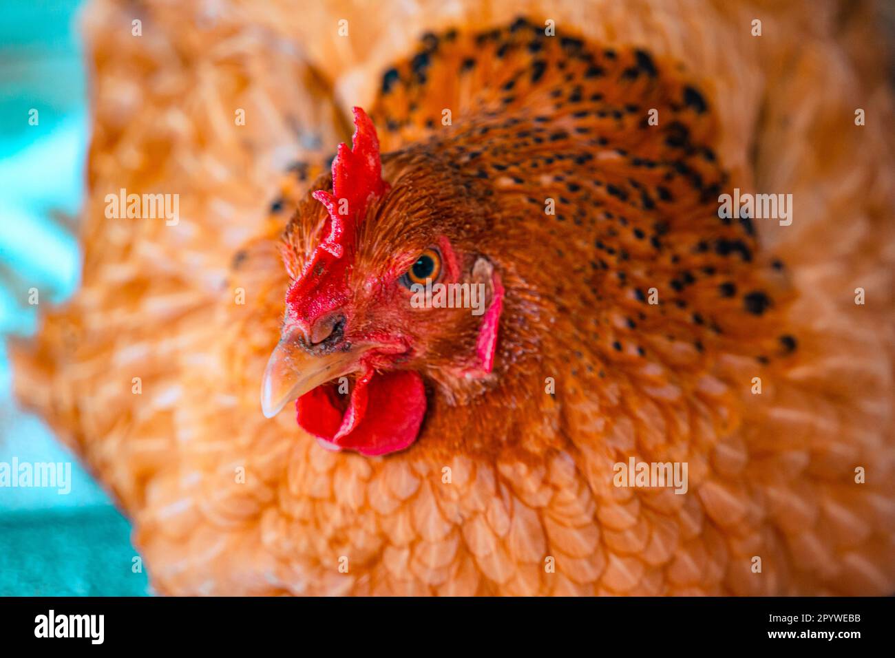 hen brooding with angry face in the nest Stock Photo - Alamy