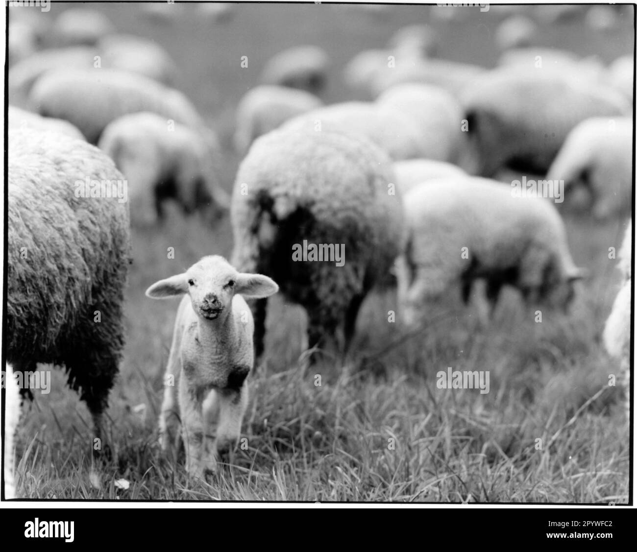 Southern Black Forest. Agriculture, sheep farming. Lamb between sheep ...