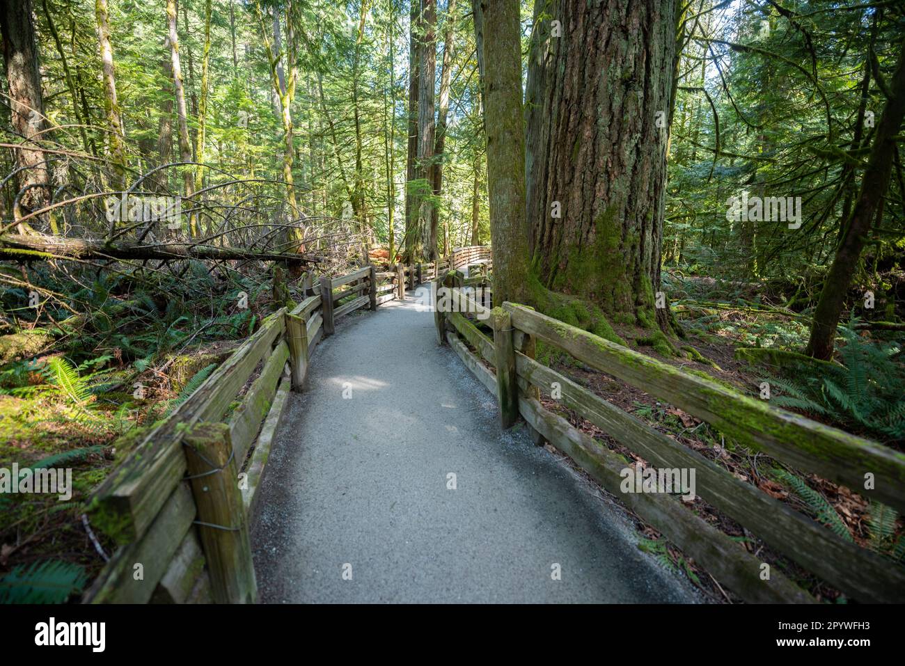A pathway in Cathedral Grove on Vancouver Island, Canada Stock Photo ...