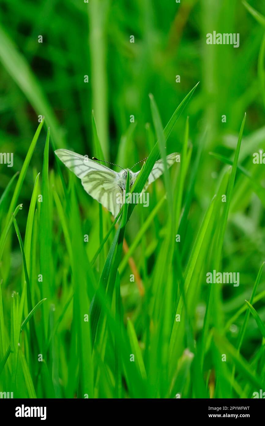 Spring white butterfly hi-res stock photography and images - Alamy