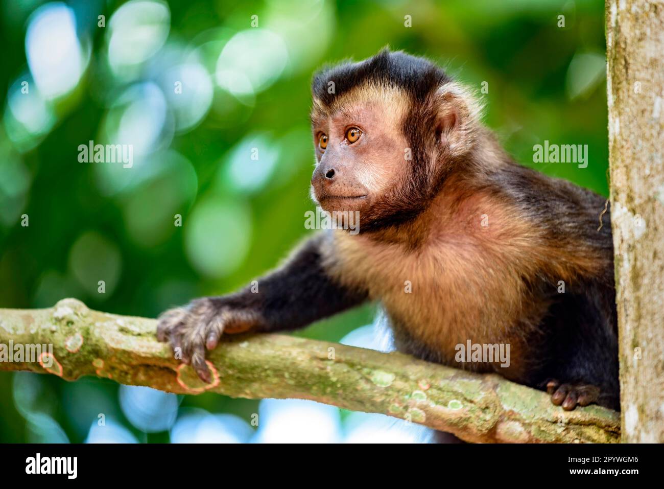Black capuchin monkey on the trees of the Brazilian rain forest, Brasil ...