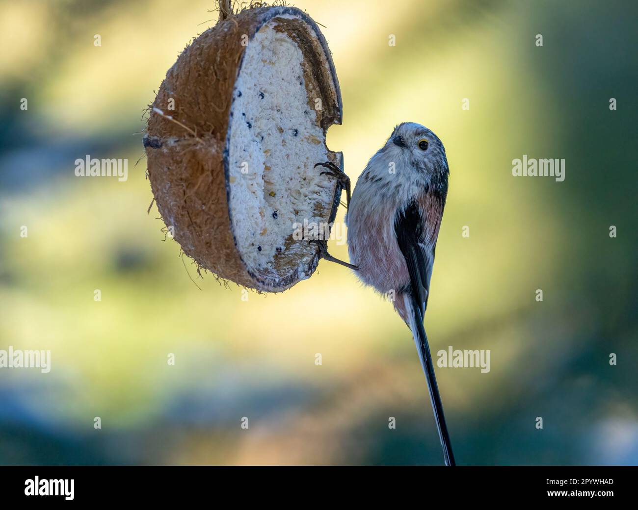 The long-tailed tit (Aegithalos caudatus) feeding from half a coconut ...