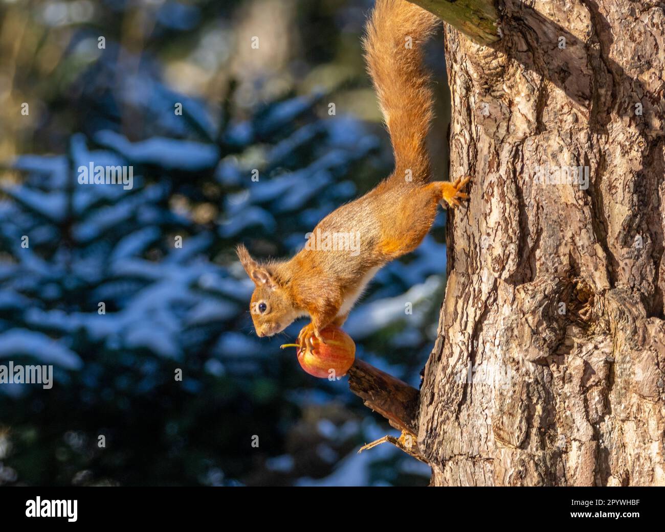 Red squirrel is eating a apple hi-res stock photography and images - Alamy