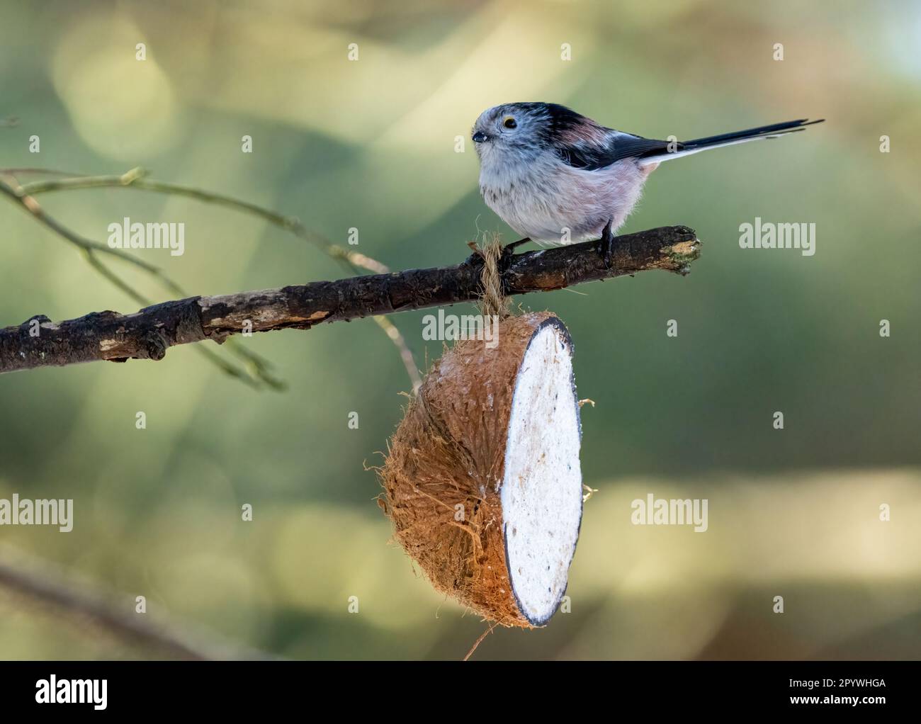 The long-tailed tit (Aegithalos caudatus) feeding from half a coconut ...