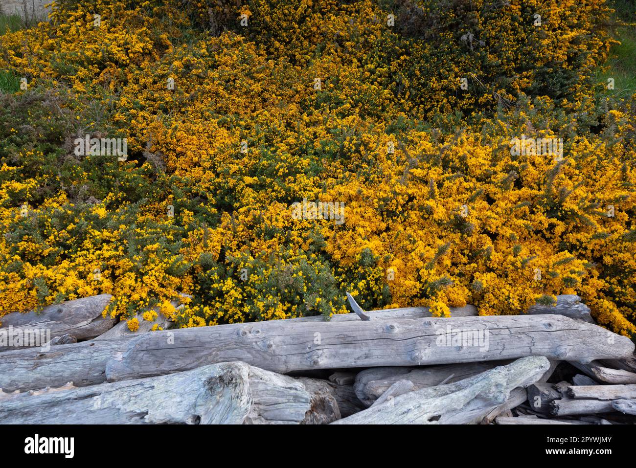Cliffside vegetation hi-res stock photography and images - Alamy