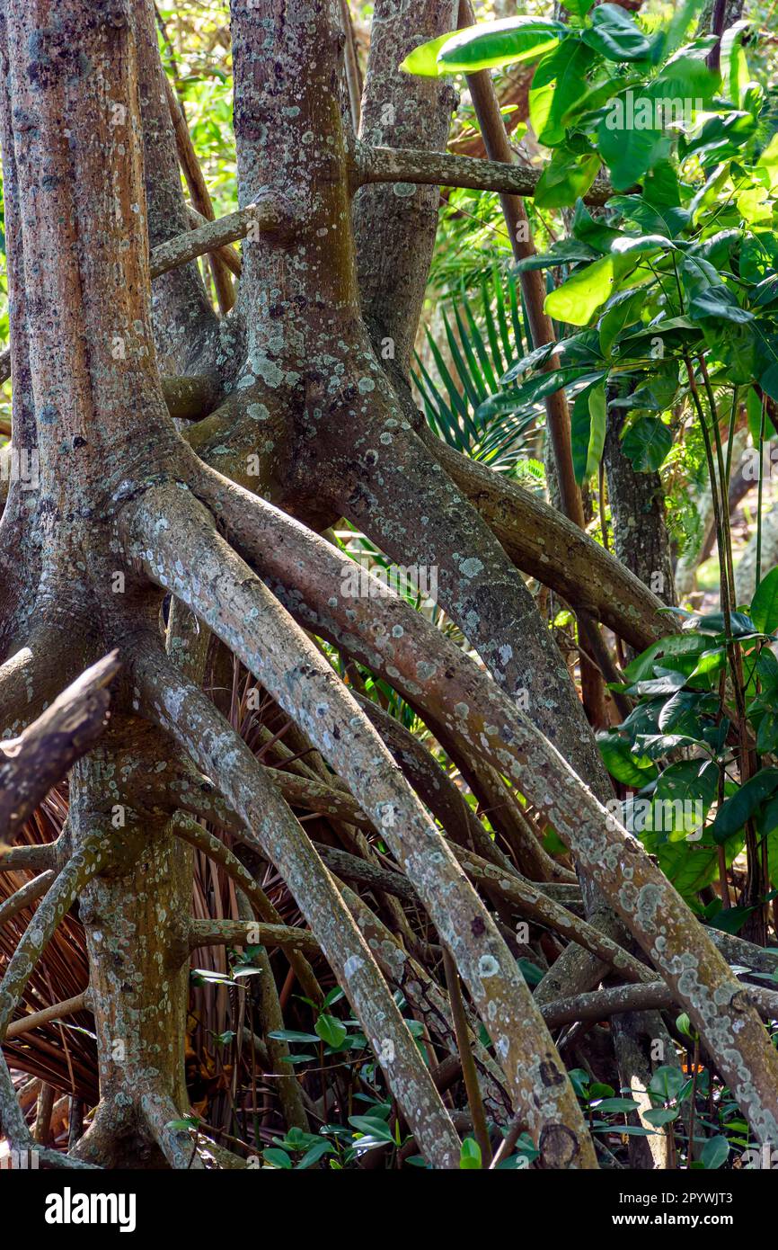 Roots and vegetation typical of common mangroves in Brazil's tropical ...