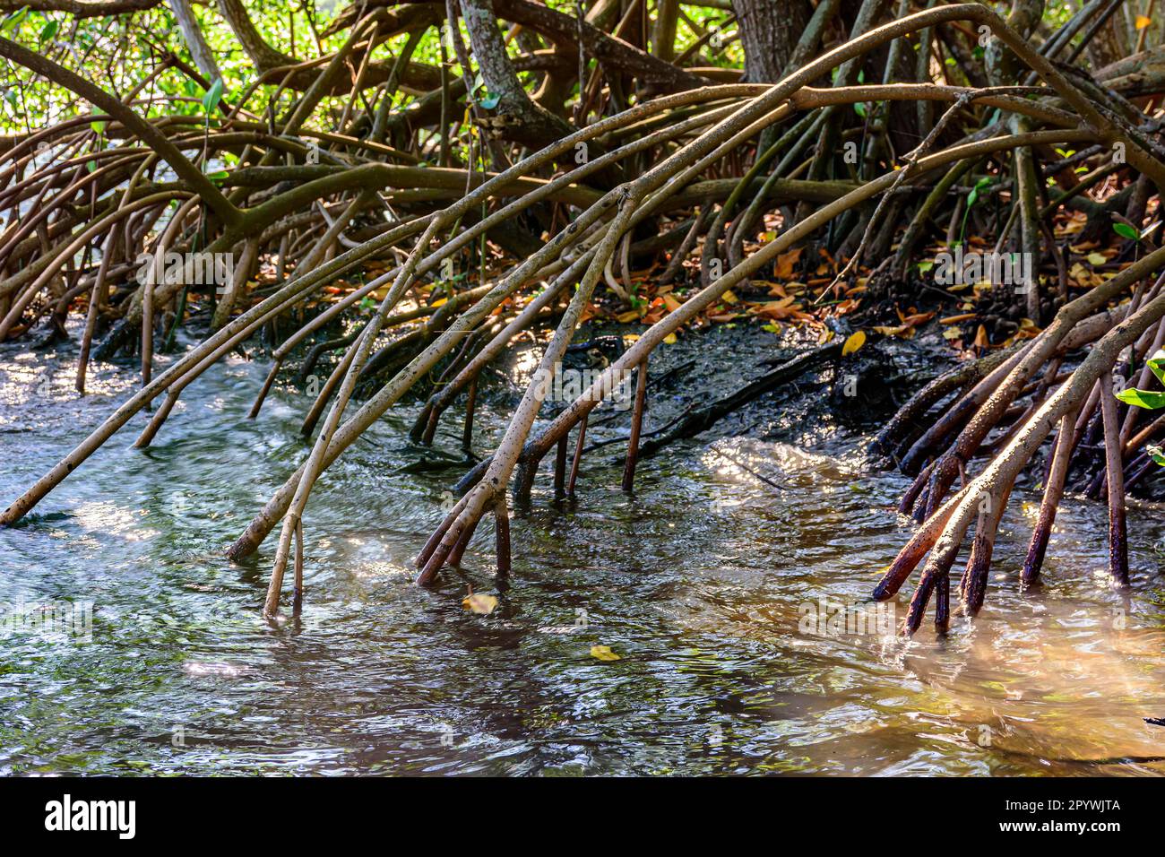 Dense vegetation in the tropical mangrove forest with its roots meeting ...