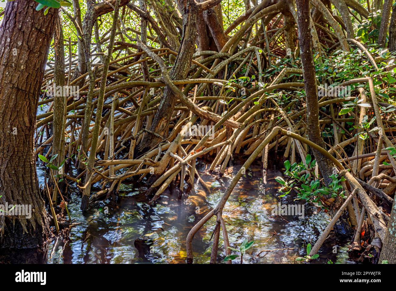 Dense vegetation in the tropical mangrove forest with its roots meeting ...