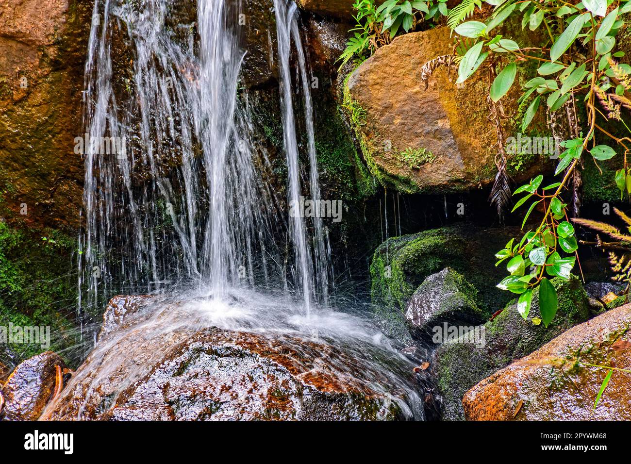Small waterfall with waters running between mossy rocks and vegetation ...