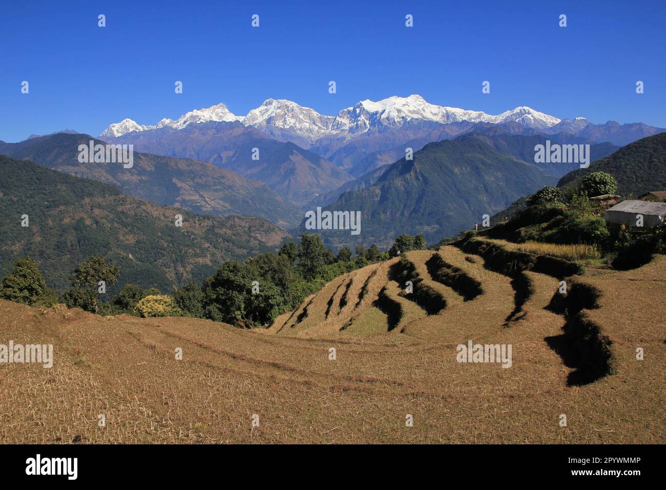 Terraced rice fields in the Annapurna Conservation Area and snow capped ...