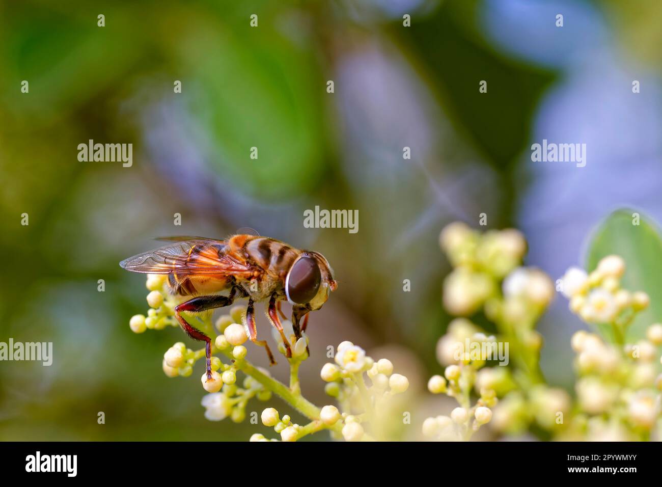 Bee perched on a plant and its flowers while removing the pollen, Rio ...