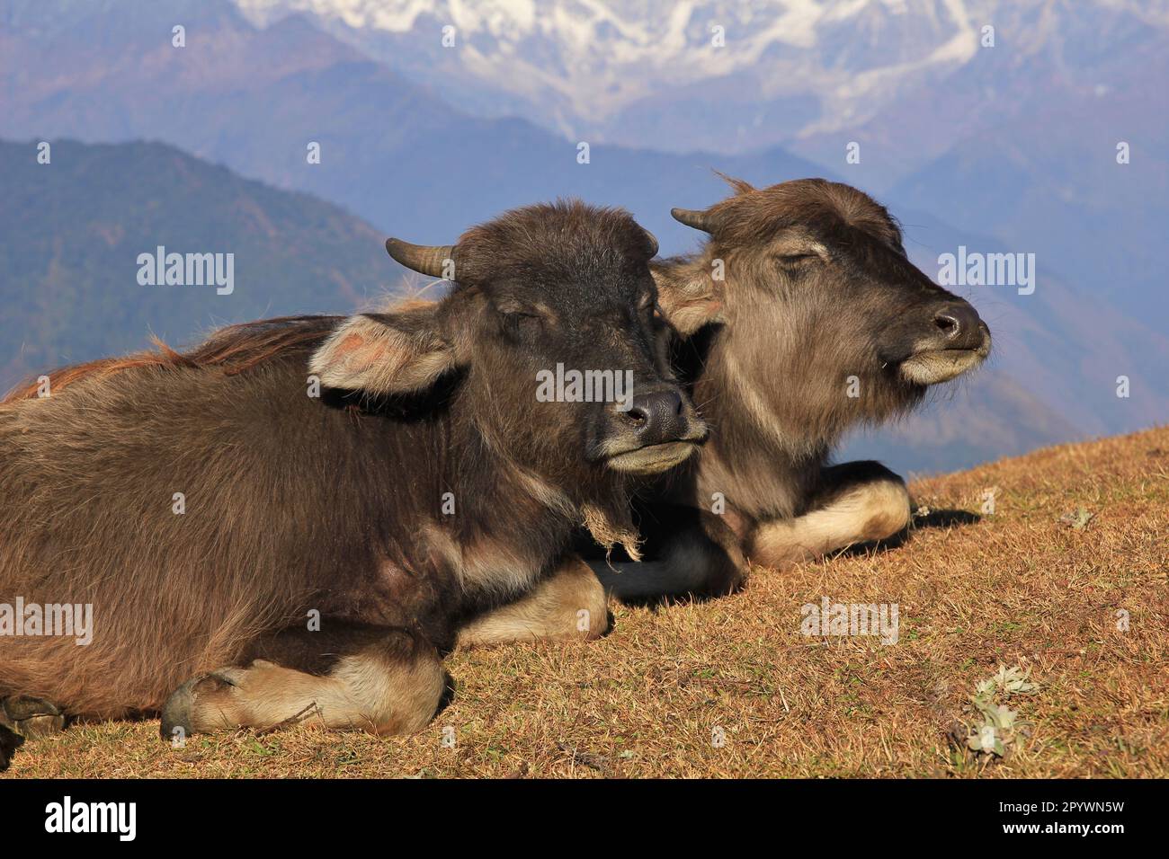 Water buffalo calves resting on a hill in Nepal Stock Photo - Alamy