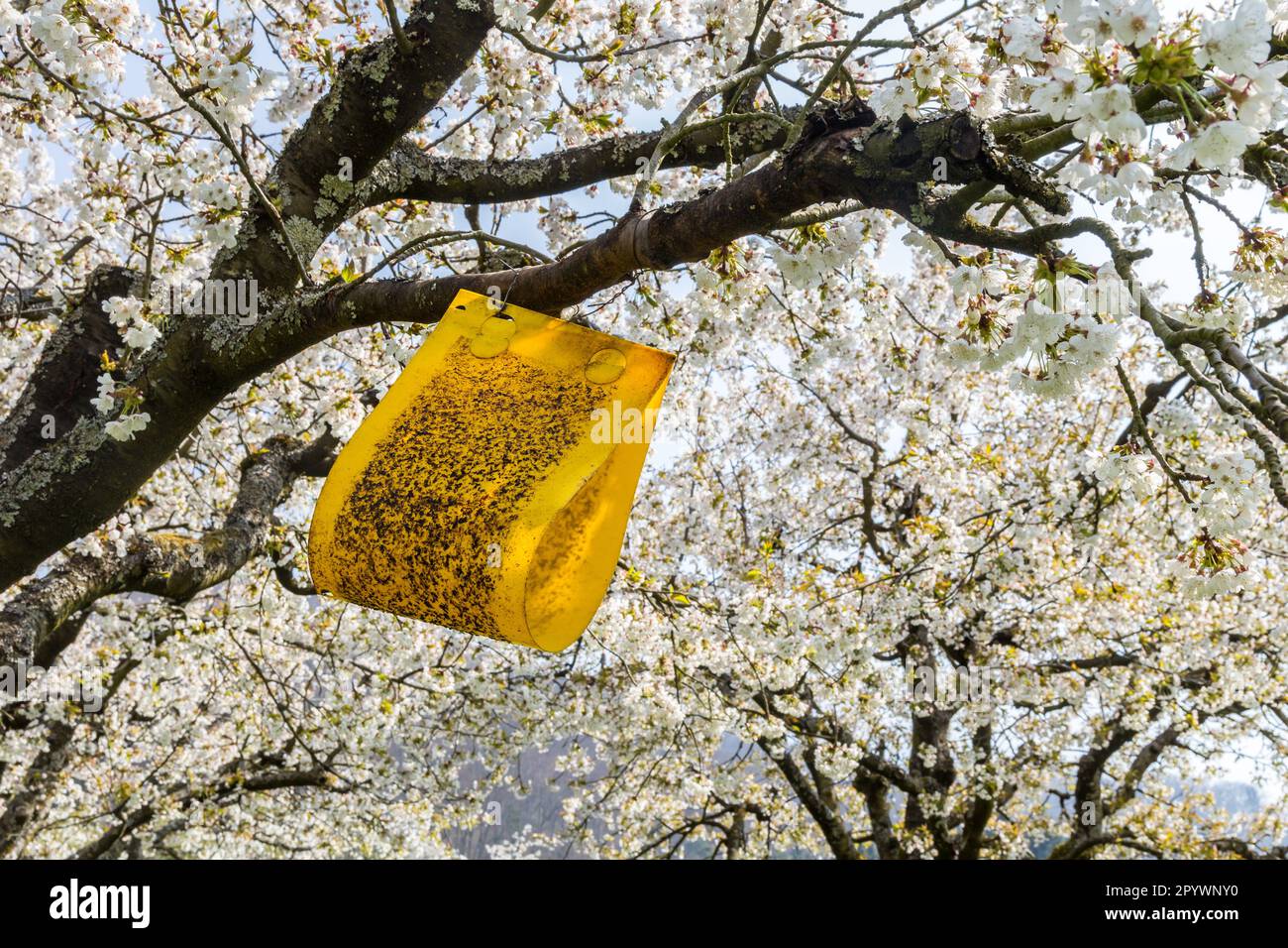 Yellow sticky cherry fruit fly traps hanging on cherry blooming tree to ...