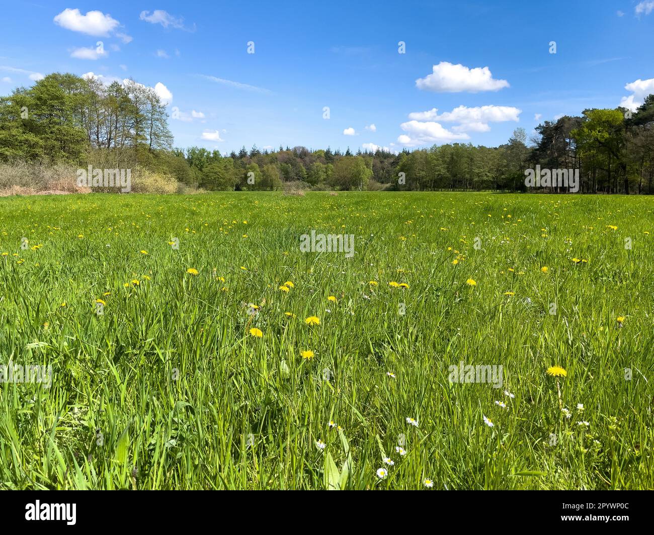 Tall grass of spring meadow, in it many yellow common dandelion ...