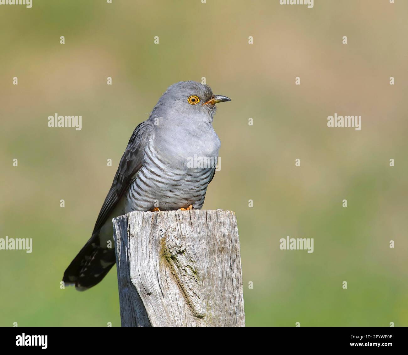 Common cuckoo (Cuculus canorus), male in spring, wildlife, sitting on ...