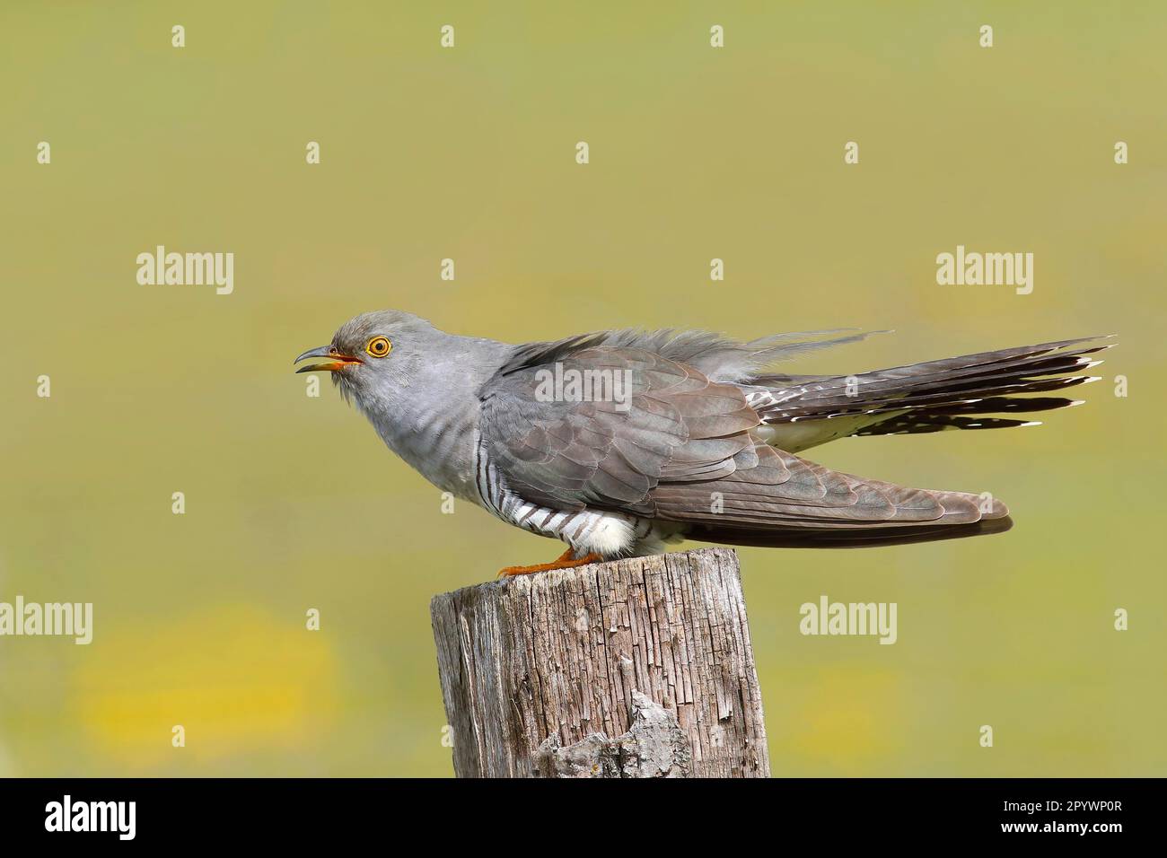 Common cuckoo (Cuculus canorus), male in spring, wildlife, sitting on ...