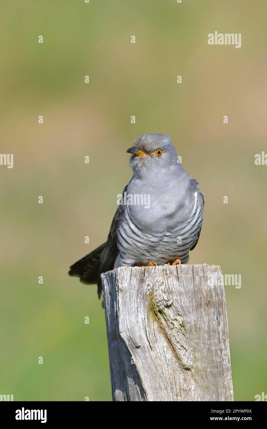 Common cuckoo (Cuculus canorus), male in spring, wildlife, sitting on ...