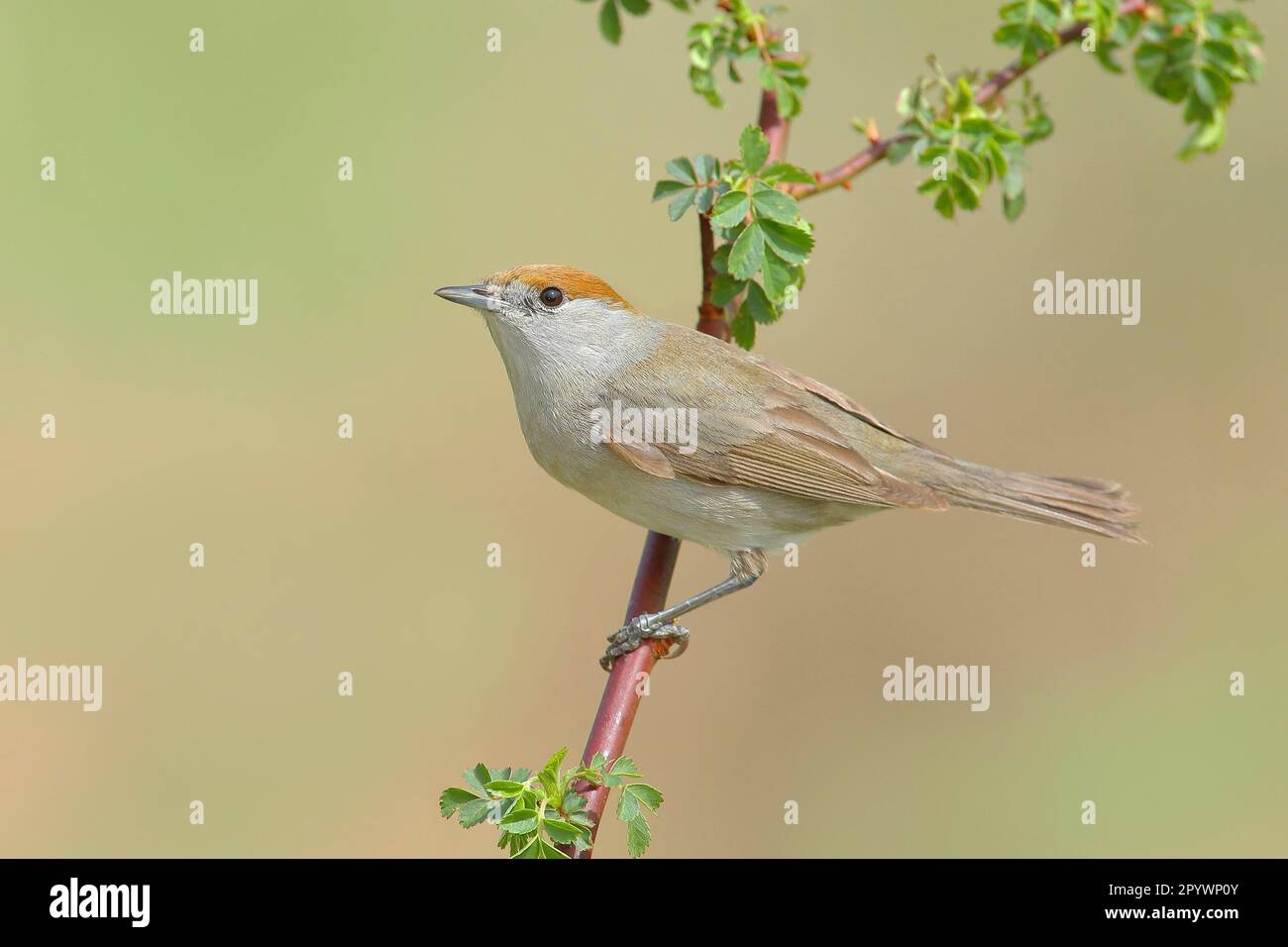Rosa canina bird hi-res stock photography and images - Alamy
