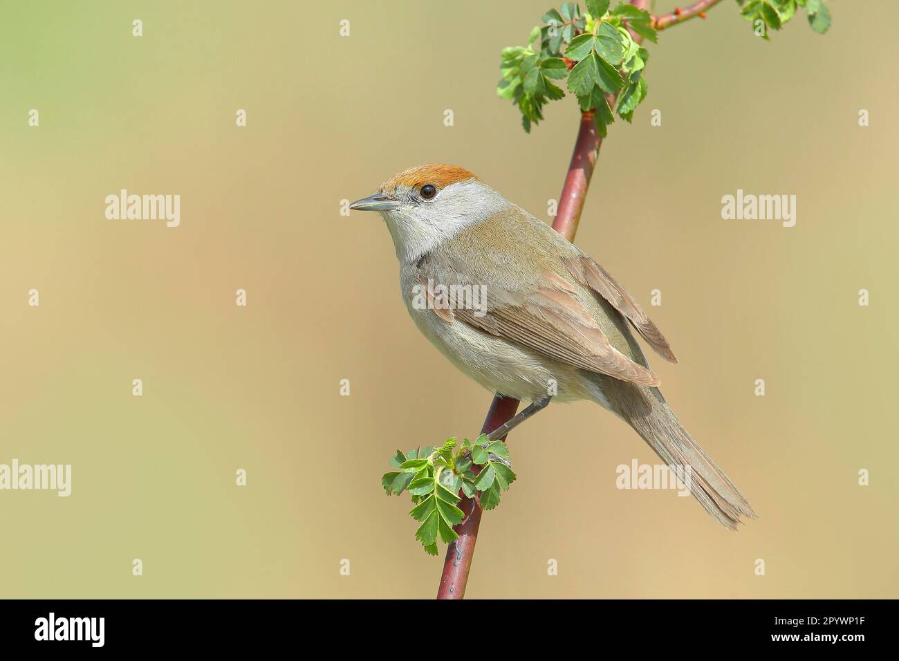 Blackcap (Sylvia atricapilla), female, sitting on a branch of rosehip ...
