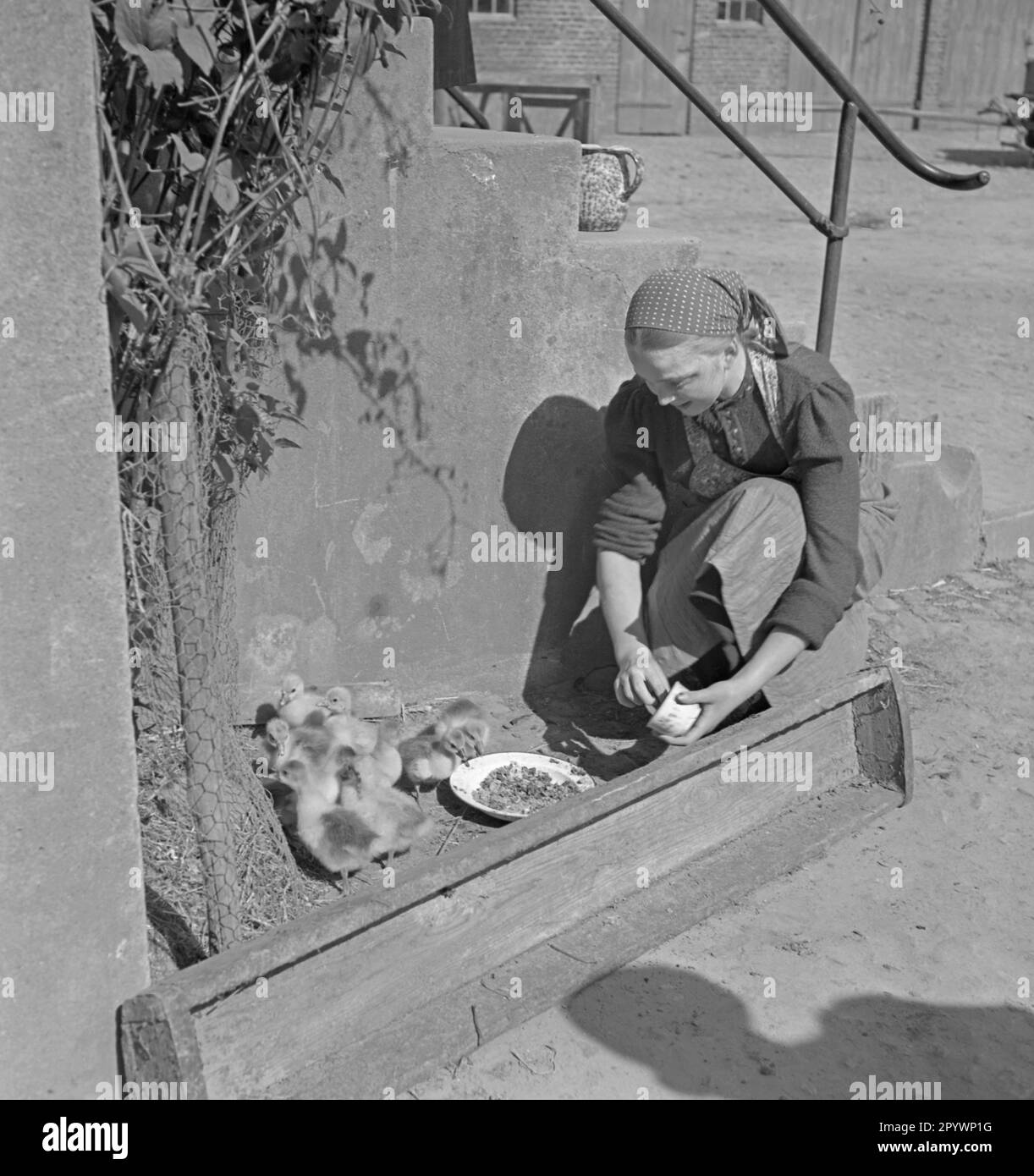 A farmer's wife feeds chicks on a four-sided farmyard near Kamp in ...