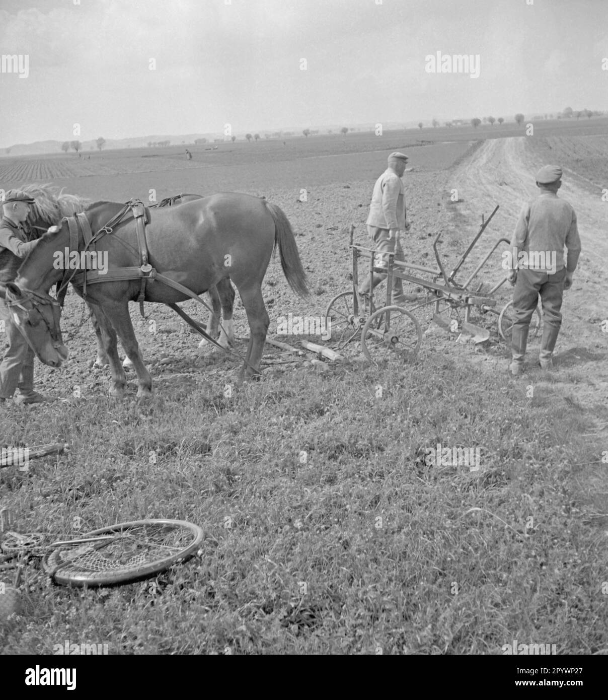 Two horses are put in front of a plow Stock Photo - Alamy