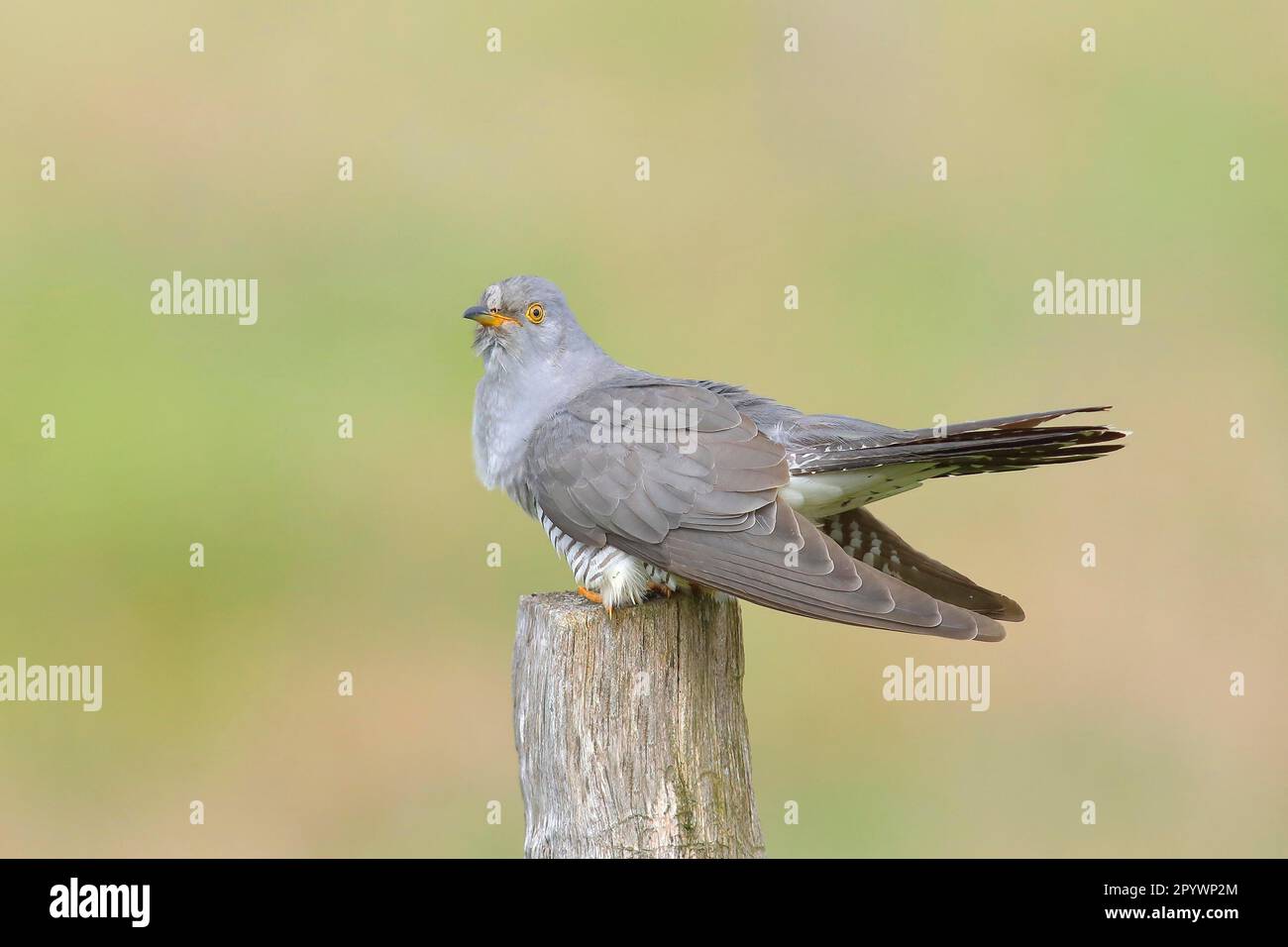 Common cuckoo (Cuculus canorus), male in spring, wildlife, sitting on ...
