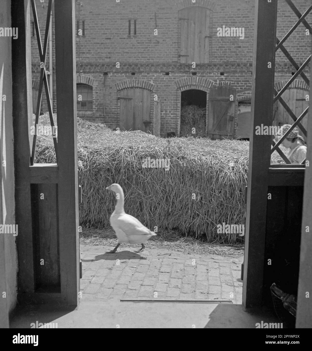 A goose in the courtyard of a square farm near Kamp in Pomerania Stock ...