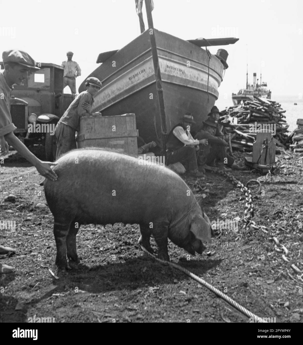 Man with pig on the beach of Madeira. In the background, a ship on the ...