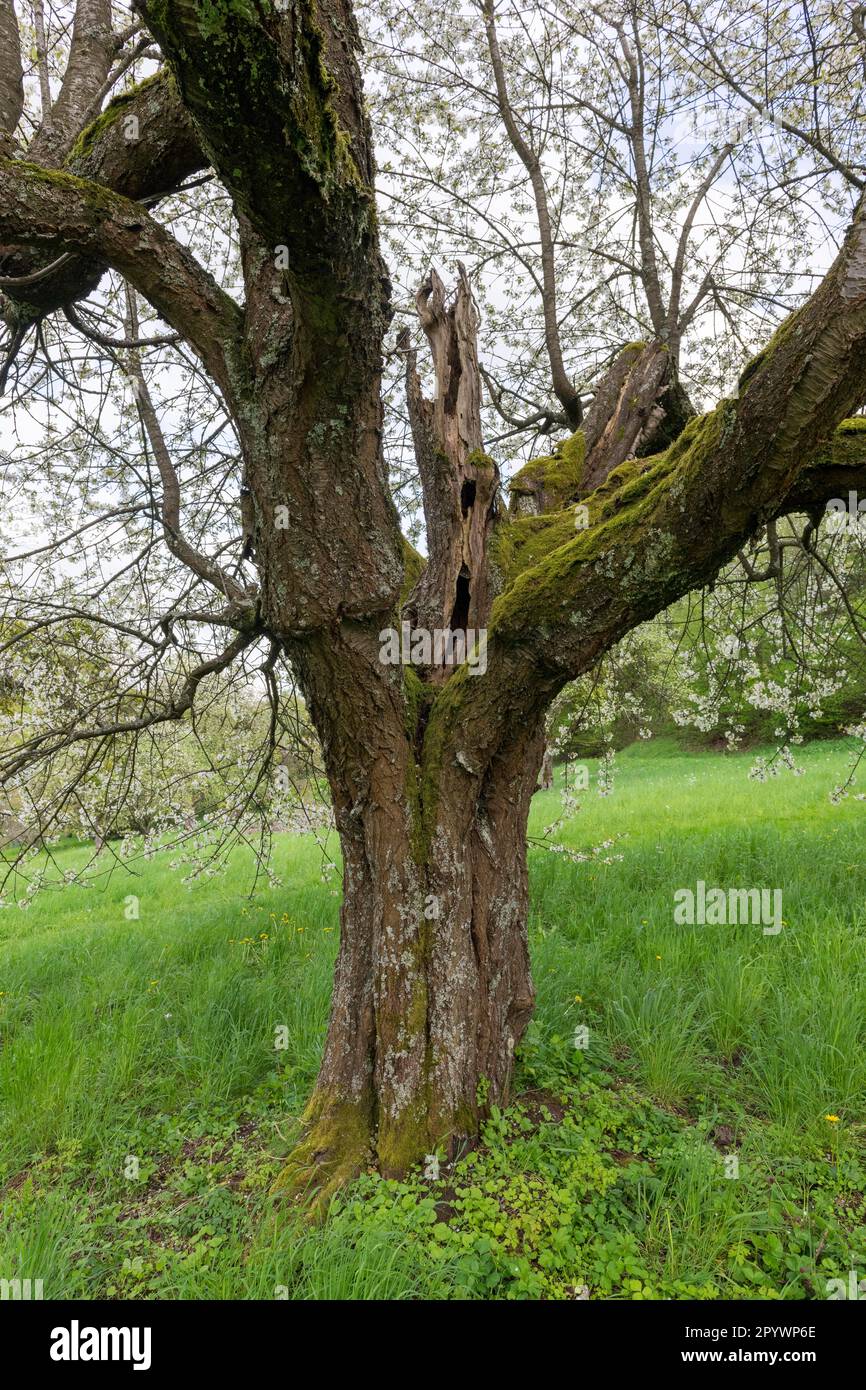 Old cherry (Prunus) tree on meadow orchard, tree trunk, flowering ...