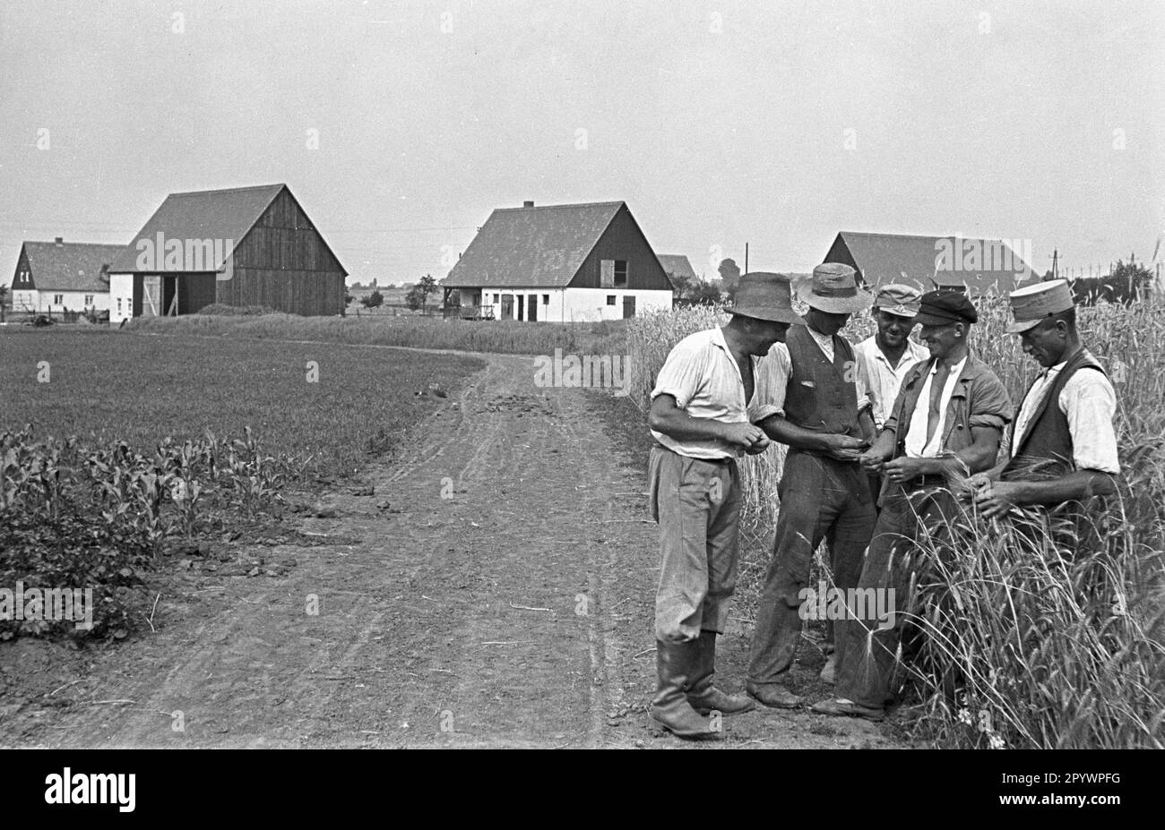 Farmers check the barley before the harvest in Haage. The new farming ...