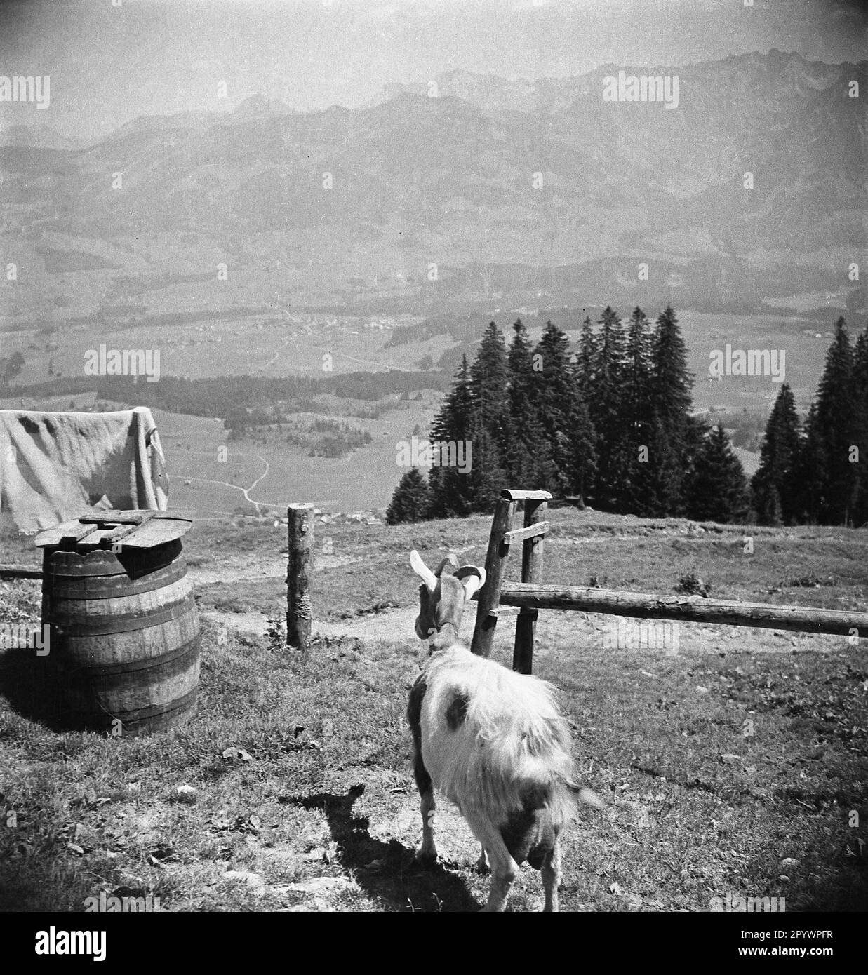 A goat is standing on a meadow in Berchtesgadener Land. In the ...