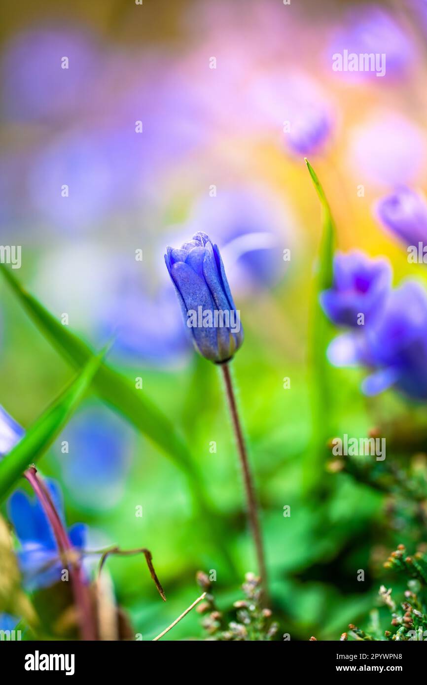 Blue spring flower, Gechingen, Black Forest, Germany Stock Photo - Alamy