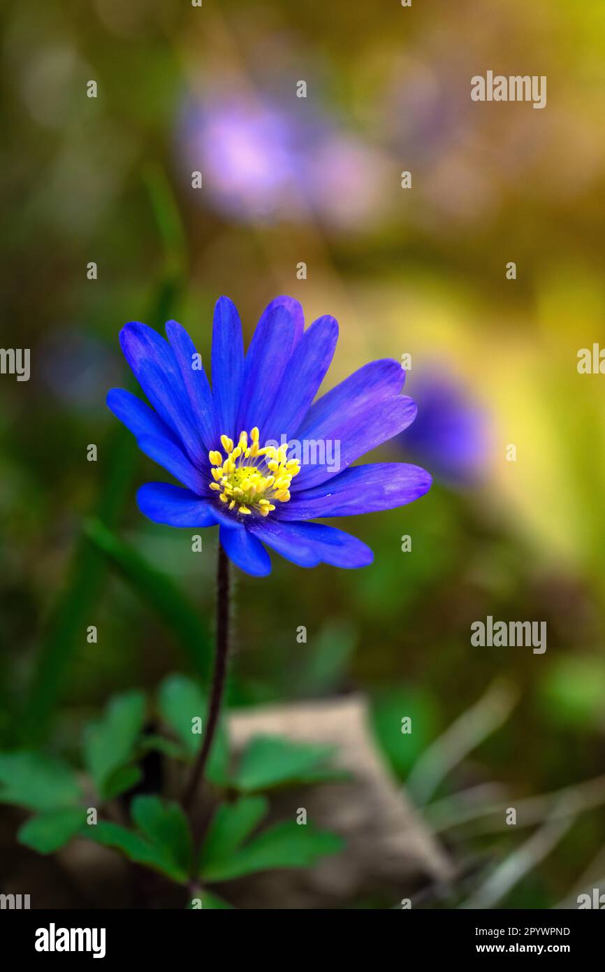 Blue spring flower, Gechingen, Black Forest, Germany Stock Photo - Alamy