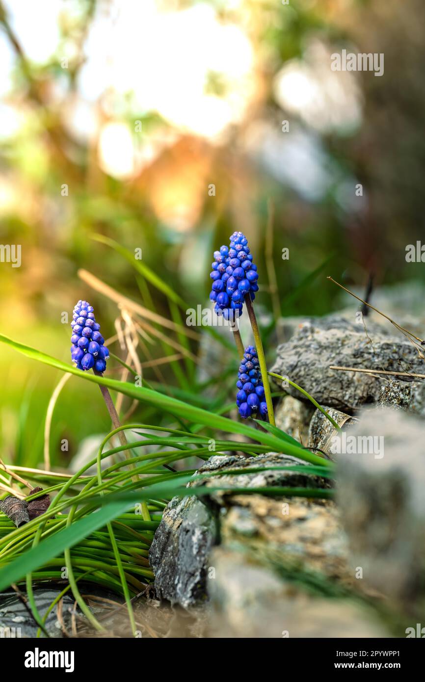Blue spring flower, Gechingen, Black Forest, Germany Stock Photo - Alamy