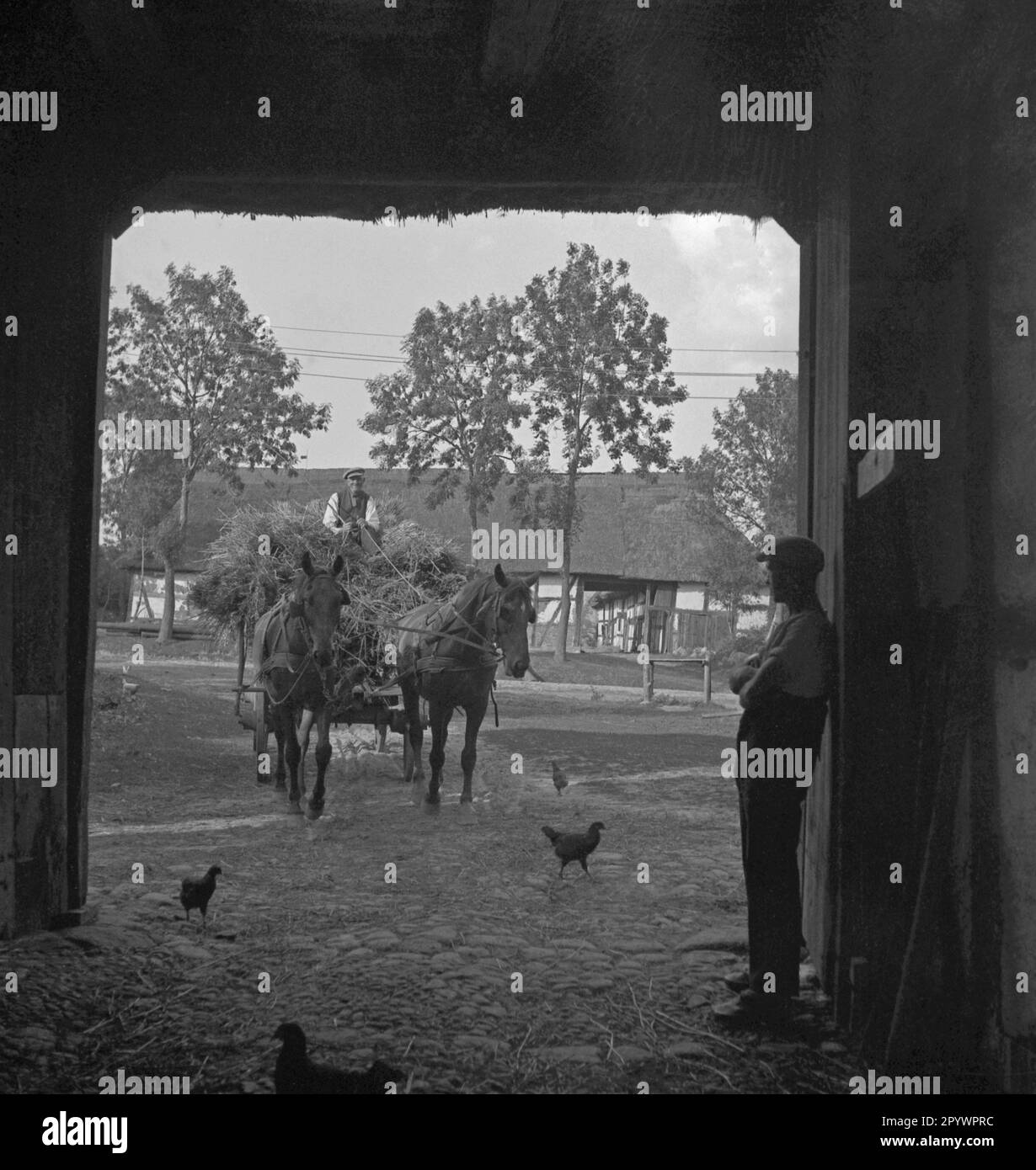 An elderly man drives a horse-drawn vehicle into the barn of a farm in ...