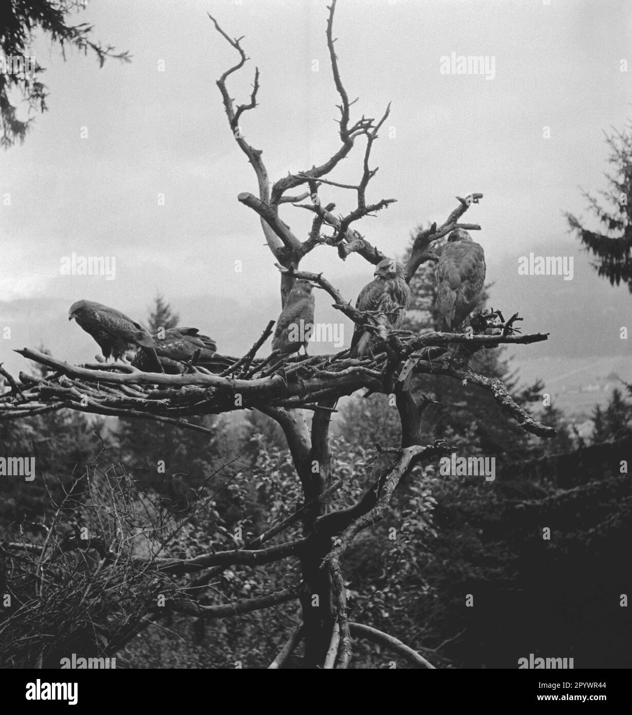 "On 1 June 1931, the raptor observatory was opened in Garmisch. Three ...