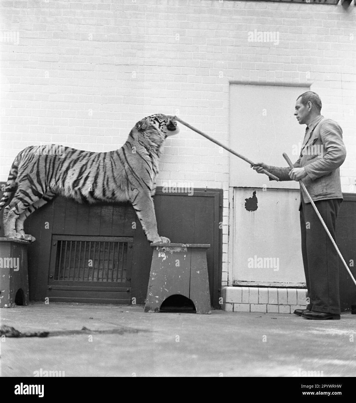 A tiger practices with a trainer, presumably in a circus. Location and ...